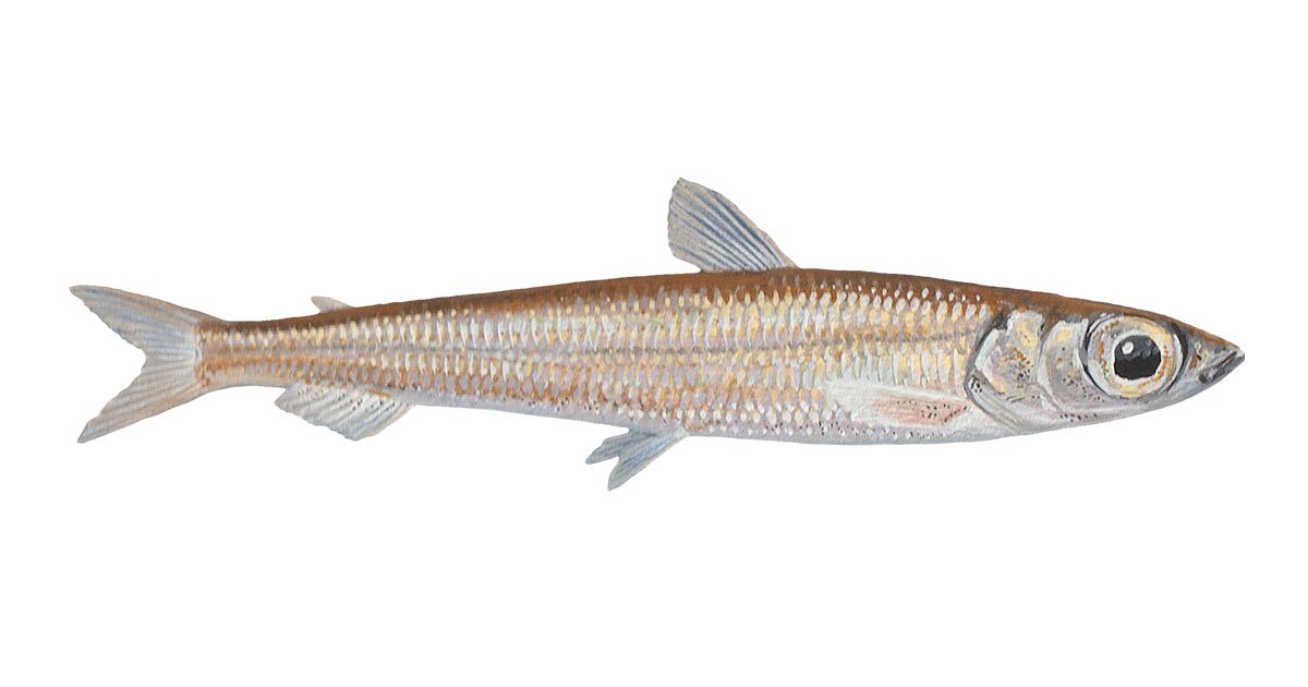 Hva er hvitlaks | Godfisk - Godfisk