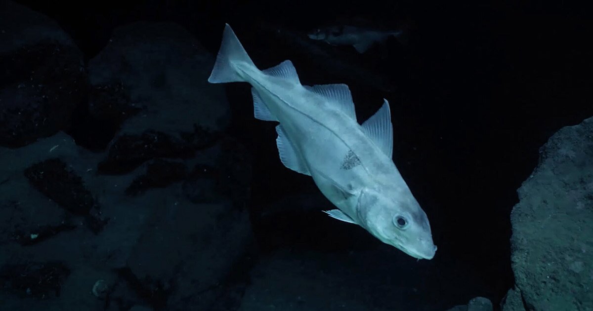 Fakta om hyse/kolje | Godfisk - Godfisk