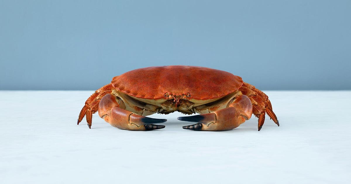 Fakta om krabbe - Godfisk
