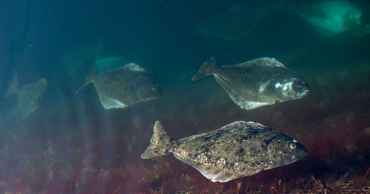 Fakta om kveite | Godfisk - Godfisk
