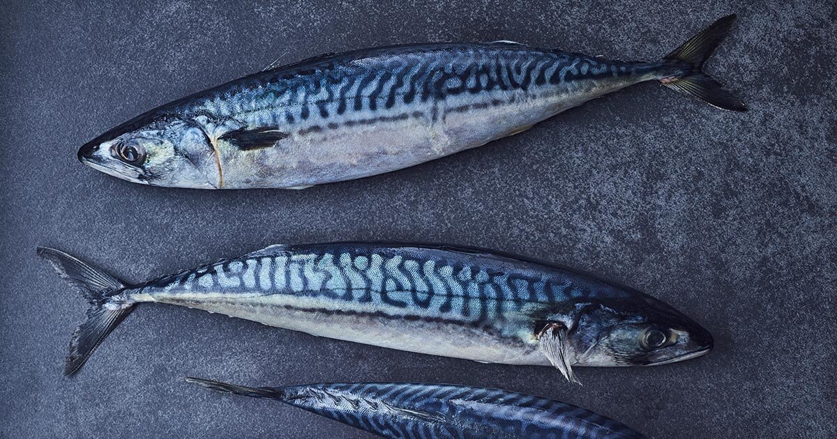 Fakta om makrell | Godfisk - Godfisk